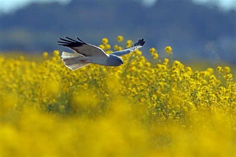 菜の花ハイチュウ 比企丘陵の自然