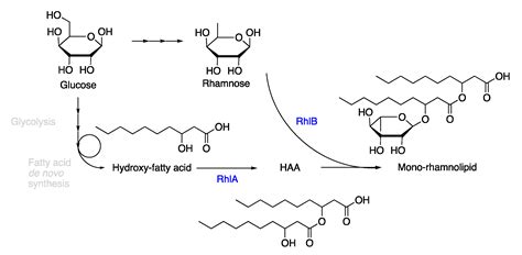 A Combined Bio Chemical Synthesis Route For 1 Octene Sheds Light On