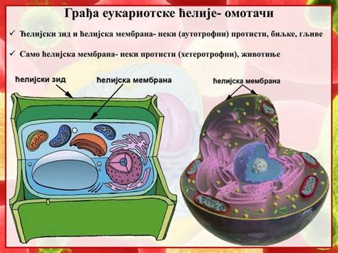 3 Prokariotska I Eukariotska Celija Pptx