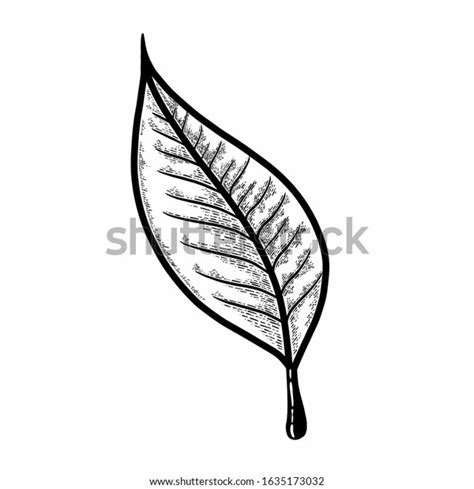Leaf Scratch Style Sketch Engraving Vector 스톡 일러스트 1635173032