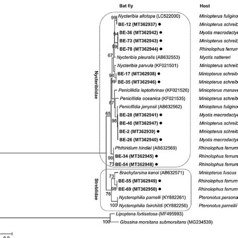Phylogenetic Tree Based On Bat Fly Cytochrome C Oxidase Subunit I
