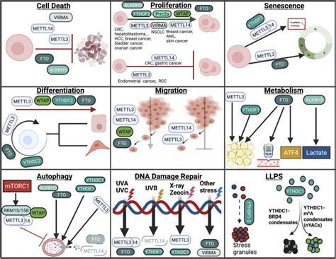 Roles Of Rna Modifications In Diverse Cellular Functions Pmc