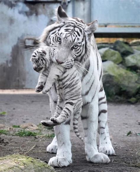 793 Best White Tiger Images On Pholder Nature Is Fucking Lit
