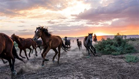 Unbridled The Campaign For Boise State