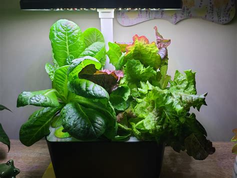 2 6 Pods For Lettuce Save Money R Aerogarden