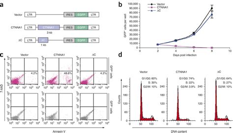 Functional Consequences Of Reintroducing Ctnna1 Expression Into Hl 60