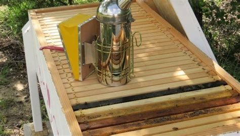 The 7 Different Types Of Beehives For Your Backyard