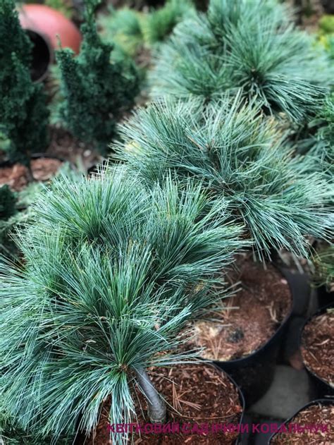 Pinus strobus Radiata Сосна веймутова Radiata