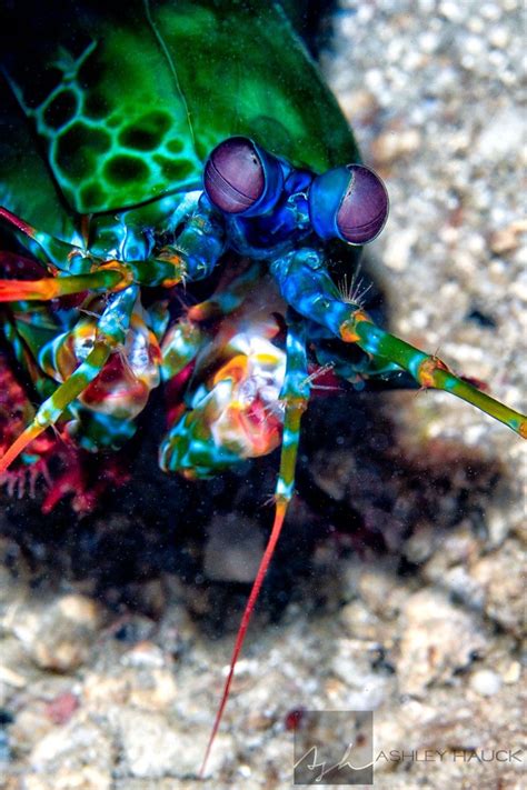 Colorful Mantis Shrimp Close Up