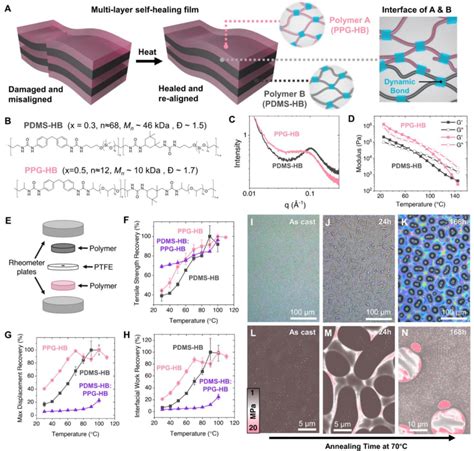 Design And Characterization Of Orthogonal Dynamic Polymers With