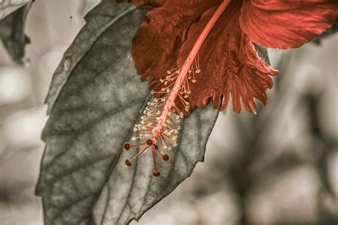 异国情调 天堂 关闭 Pixabay上的免费照片 Pixabay