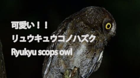 Ryukyu Scops Owl