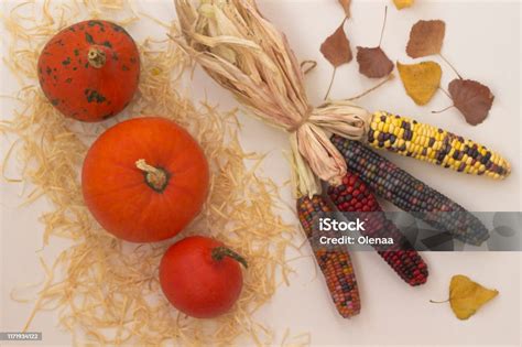지푸라기 위에 오렌지 호박 옥수수의 여러 가지 빛깔의 귀 단풍 라이트 배경 0명에 대한 스톡 사진 및 기타 이미지 0명 10월 가을 Istock