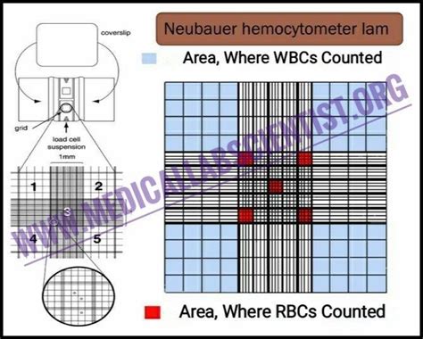 Manual Cells Counting With Hemocytometer Improved Neubauer 47 Off