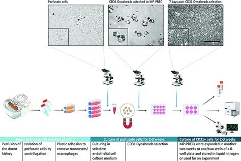 Isolation Procedure Of Machine Perfusion Derived Primary Renal
