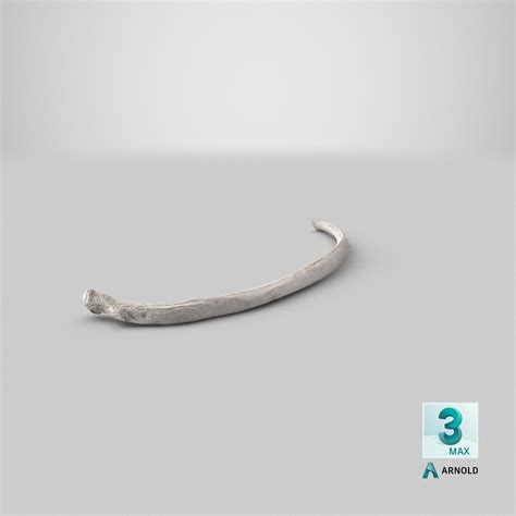 3d Bear Ursus Rib T10 Turbosquid 2163641