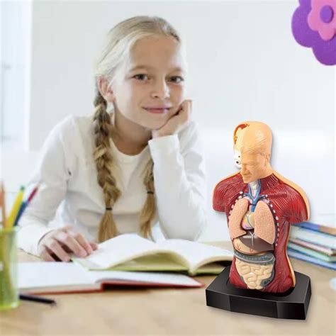 Human Body Torso Model Educational Organ Parts For Vicedeal