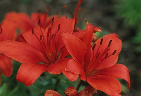 Lilium Crimson Pixie Asiatic Lily Garden Center Marketing