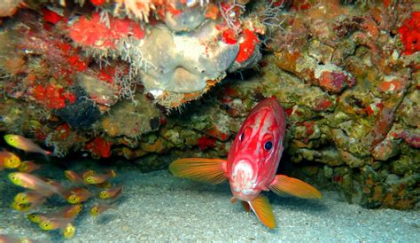 Free Images Marine Biology Coral Reef Underwater Coral Reef Fish
