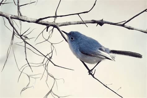 Grey And White Birds Global Birding Initiative