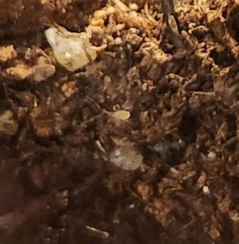 Does Anyone Know What Bugs These Are R Bioactive