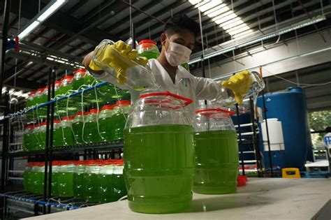 Algal Paste Offers Alternative Feed For Ph Hatcheries Abs Cbn News