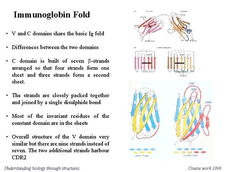 Understanding Immune Recognition Understanding Biology Through