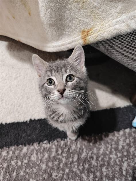 Criminally Smol Bookmark Rillegallysmolcats