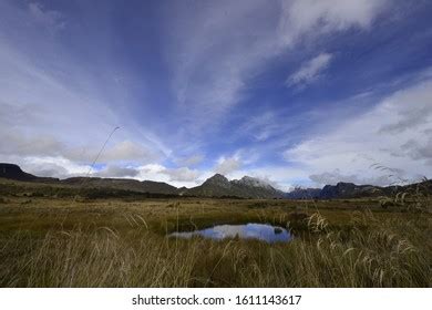 Taman Nasional Lorents Jayawijaya Papua Indonesia Stock Photo 1611143617 Shutterstock