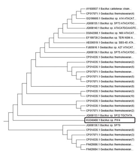 16s rdna based dendrogram showing phylogenetic relationship of newly