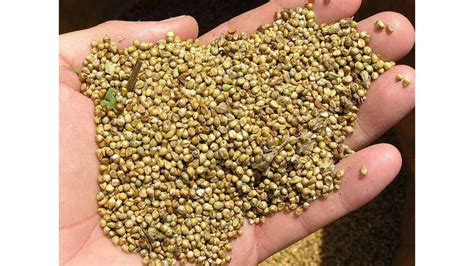 Tuberculosis Pleural Effusion Pathology Nursing Pptx