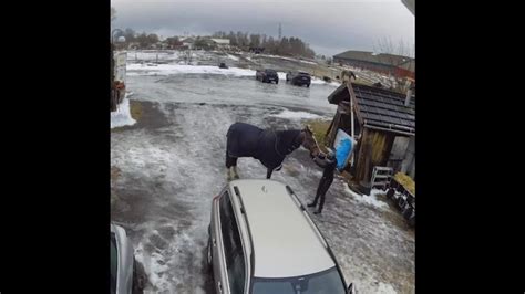 Horse Stands Comically Still While Owner Slips