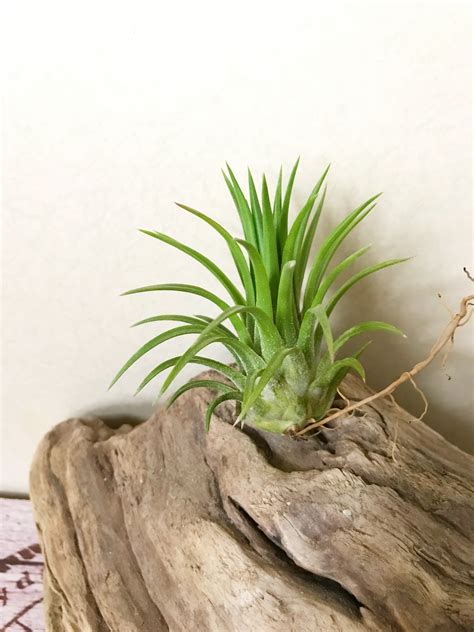 チランジア・イオナンタ・セレクトラージ Tillandsia Ionantha ‘selecta Large ティランジア育て方 図鑑 Frontier Plants フロンティアプランツ