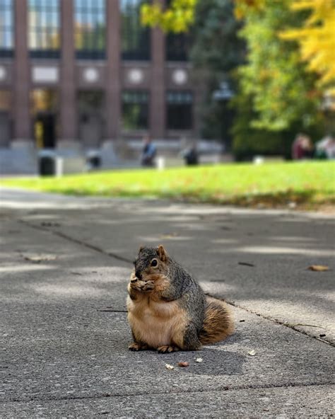 Fat Squirrel Memes