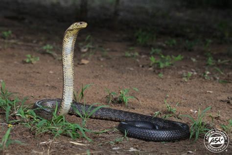 Naja Melanoleuca Forest Cobra Naja Melanoleuca For Sale