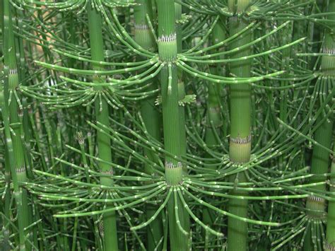 Pteridophytes Equisetum