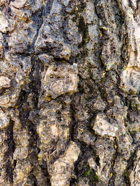 Premium Photo Tree Texture Pine