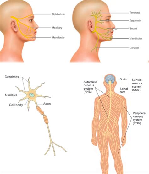 Milady Chapter Nervous System Diagram Quizlet