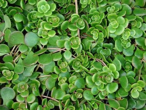 Sedum Ground Cover Shade