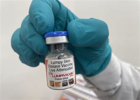 Indias First Lumpy Skin Disease Vaccine For Cattle And Buffaloes Gets