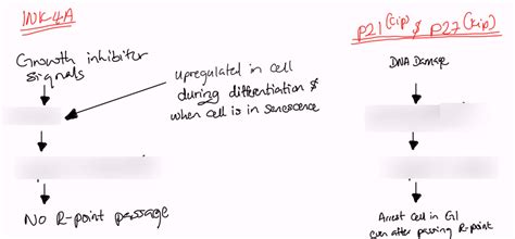 Cdk Inhibitors And Their Functions Diagram Quizlet