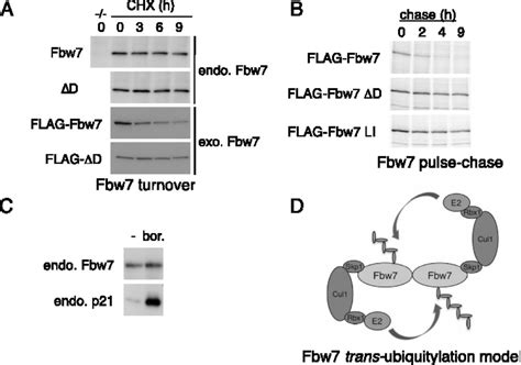 Fbw7 Dimerization Determines The Specificity And Robustness Of