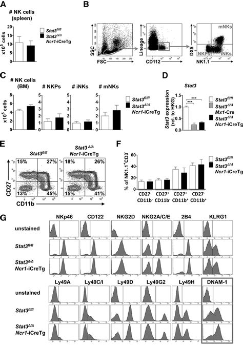 Figure 1 From Loss Of Stat3 In Murine Nk Cells Enhances Nk Cell
