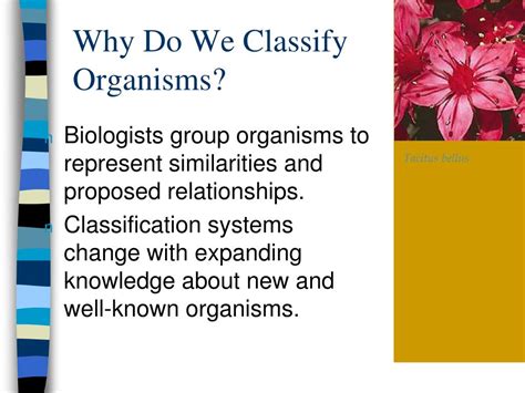 ppt classification powerpoint presentation free download id 206023