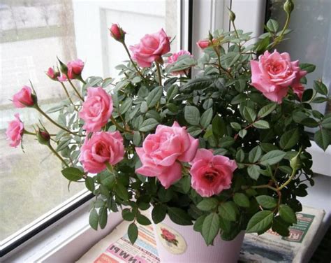 Как ухаживать за домашней розой после покупки посадка обрезка полив