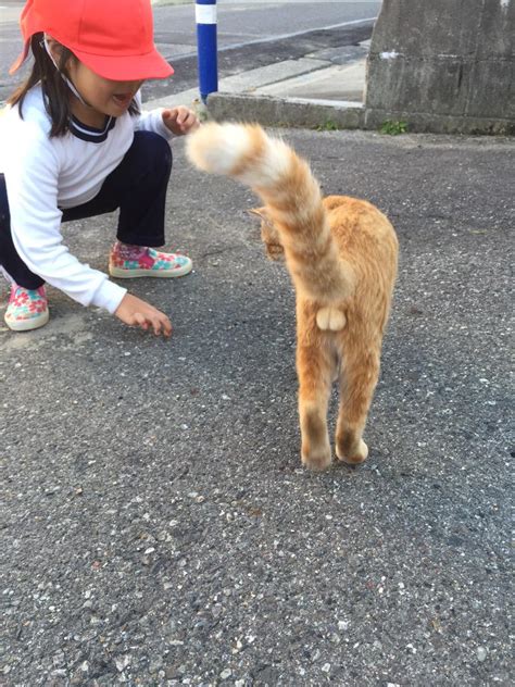 超絶かわいい猫のふぐりで癒されたい人のための猫ふぐり画像まとめ Togetter トゥギャッター