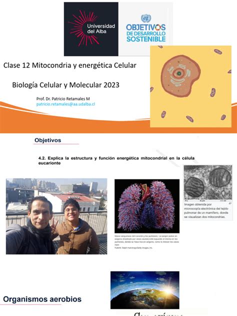 Clase 12 Mitocondria Y Energética Celular Pdf Ciclo Del ácido