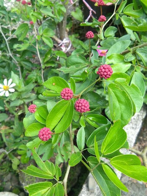 Red Flower Is Caliandra This Flower Has Not Yet Blooming Stock Photo