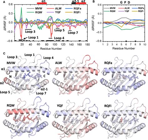 Differences In Flexibility In The Hla And The Peptide For All 6 Phla