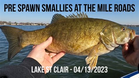 Lake St Clair Smallmouth Bass Fishing How To Catch Pre Spawn On The